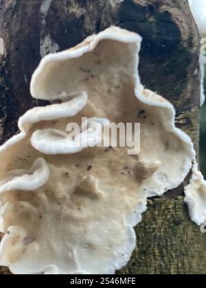 Netted Crust (Byssomerulius corium Stock Photo - Alamy