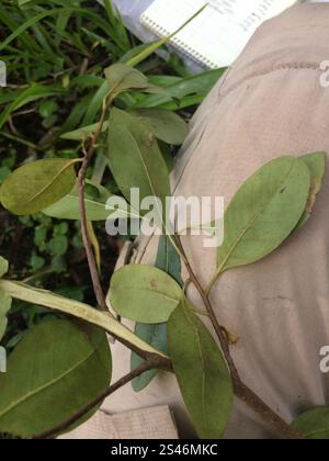 Nyssa ogeche Nyssa ogeche Stock Photo - Alamy