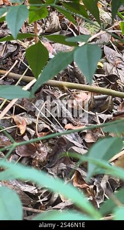 Texas Alligator Lizard Gerrhonotus infernalis adult in leaf litter of ...