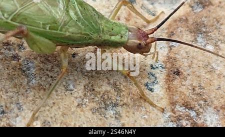 Western Tree Cricket (Oecanthus californicus) Insecta Stock Photo - Alamy