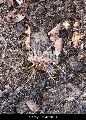 Camel Crickets (Ceuthophilus Stock Photo - Alamy