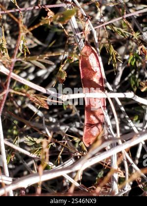 Prairie Acacia, Acacia angustissima Stock Photo - Alamy