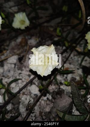 Rock Rosemary (Distimake quinquefolius Stock Photo - Alamy