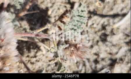 soft prairie clover (Dalea mollissima), Plantae, Salome, AZ, US Stock ...