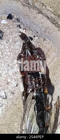 Ship-timber Beetles (Atractocerus Stock Photo - Alamy