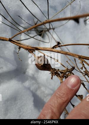Thistle Stem Gall Fly (Urophora cardui), Insecta, Fergus, Montana ...
