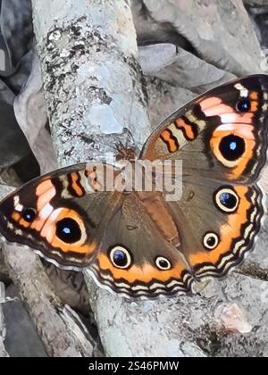South American Tropical Buckeye (Junonia evarete Stock Photo - Alamy