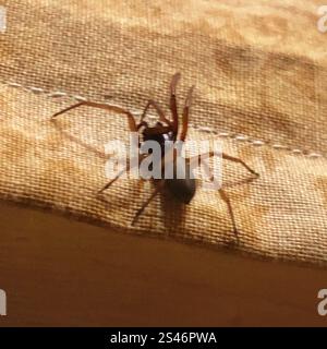 Broad-Faced Sac Spiders (Trachelidae Stock Photo - Alamy