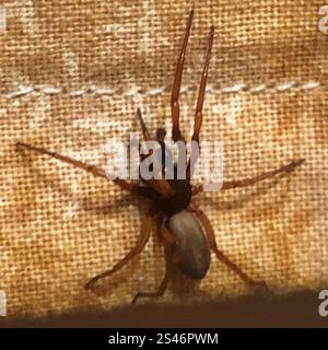 Broad-Faced Sac Spiders (Trachelidae Stock Photo - Alamy