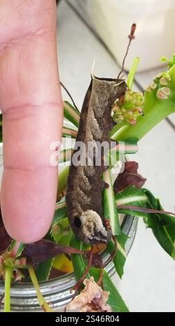 Common Striped Hawkmoth (Hippotion eson Stock Photo - Alamy