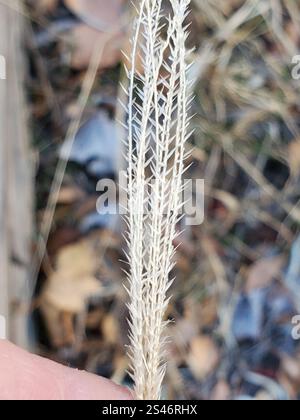 feather finger grass (Chloris virgata) Plantae Stock Photo - Alamy