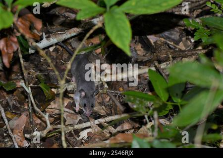 Long-tailed Pouched Rat (Beamys hindei Stock Photo - Alamy