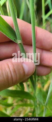 water beard grass (Polypogon viridis Stock Photo - Alamy