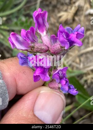 Lambert's Locoweed (Oxytropis lambertii Stock Photo - Alamy