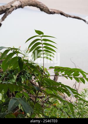 (Rhus chinensis roxburghii Stock Photo - Alamy