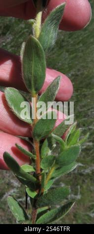 Fire Curryflower (Lasiosiphon anthylloides Stock Photo - Alamy