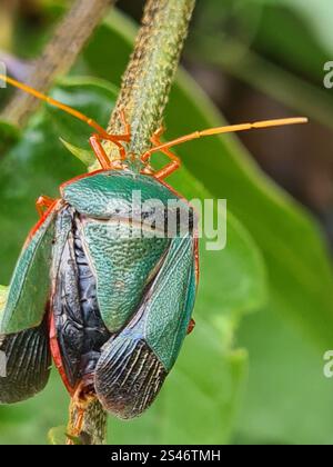 Red-bordered Stink Bug (Edessa rufomarginata Stock Photo - Alamy