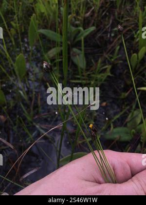 grassleaf yellow-eyed grass (Xyris baldwiniana Stock Photo - Alamy