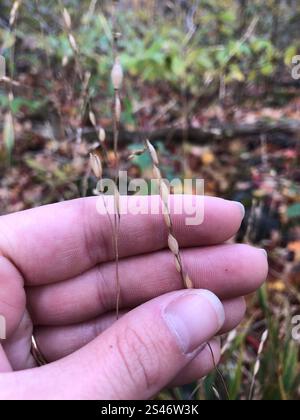 black-fruit mountain-ricegrass (Patis racemosa Stock Photo - Alamy