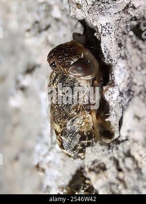 Sheep Nostril Fly (Oestrus ovis Stock Photo - Alamy