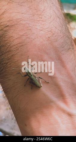 South American Fruit Tree Weevil (Naupactus xanthographus) Insecta ...