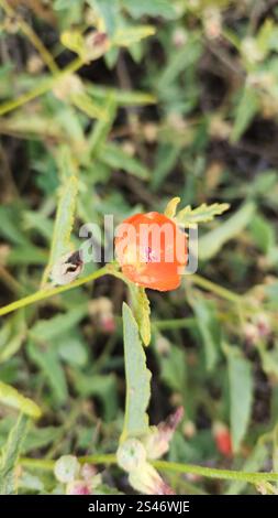 spear globemallow (Sphaeralcea hastulata Stock Photo - Alamy