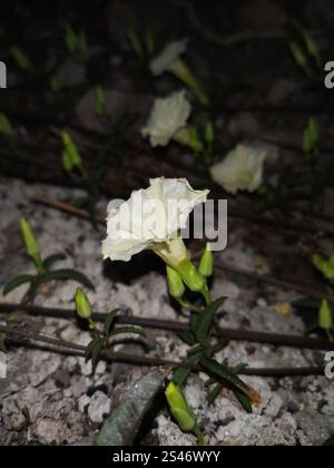 Rock Rosemary (Distimake quinquefolius Stock Photo - Alamy