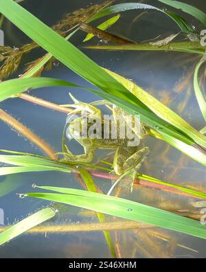 Lesser Swimming Frog (Pseudis minuta Stock Photo - Alamy