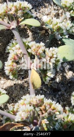 Frost Mat (Achyronychia cooperi Stock Photo - Alamy