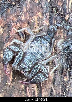 Western Forest Scorpion (Uroctonus mordax Stock Photo - Alamy