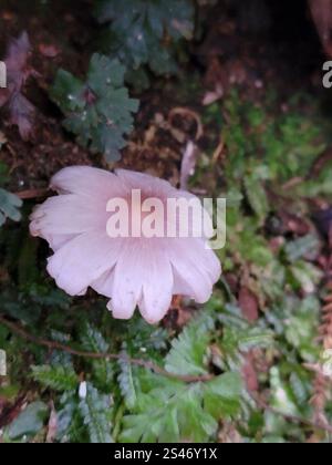 mauve splitting waxcap (Porpolomopsis lewelliniae), Fungi, Winterbrook ...