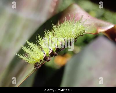Eyed Silkmoths (Automeris Stock Photo - Alamy