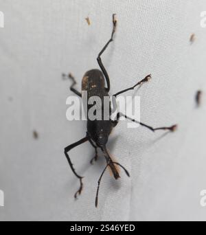Bearded Weevil (Rhinostomus barbirostris Stock Photo - Alamy