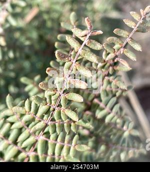 (Pellaea mucronata mucronata Stock Photo - Alamy