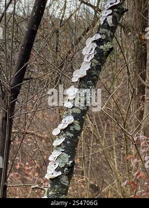 little nest polypore (Trametes conchifer) Fungi Stock Photo - Alamy
