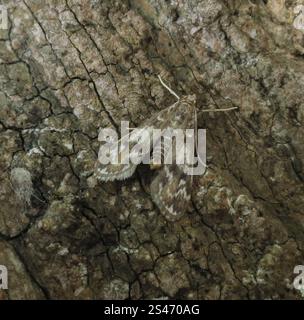 Pond moth (Hygraula nitens Stock Photo - Alamy
