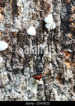 Aulacid Wasps (Aulacidae Stock Photo - Alamy