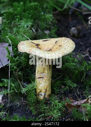 Lactarius repraesentaneus, known as the northern bearded milkcap, the ...