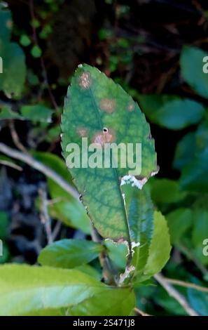 Mahoe Leafspot (Cephaleuros lagerheimii Stock Photo - Alamy