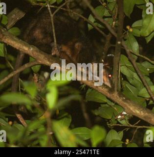Southern Opossum (Didelphis marsupialis Stock Photo - Alamy