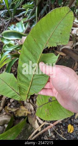 Native Tamarind (Diploglottis australis Stock Photo - Alamy