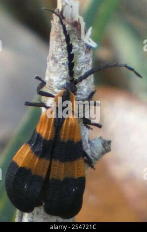 Banded Net-winged Beetle, Calopteron discrepans Stock Photo - Alamy