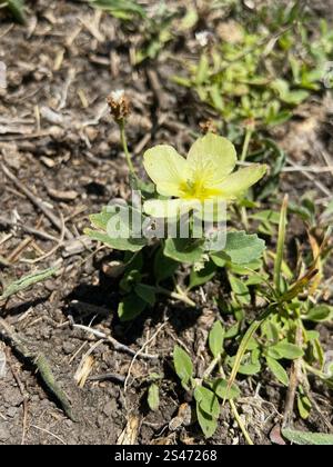 alkali mallow (Malvella leprosa Stock Photo - Alamy