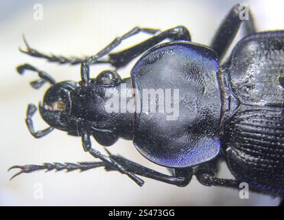 Narrow Searcher Beetle (Calosoma externum Stock Photo - Alamy
