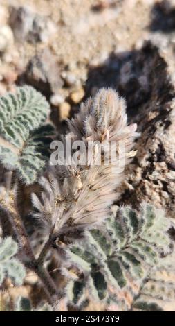 soft prairie clover (Dalea mollissima), Plantae, Anza-Borrego Desert ...
