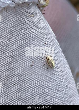 Genista Giant Scale Insect (Crypticerya genistae Stock Photo - Alamy