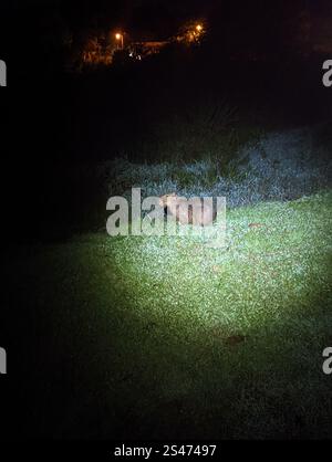 Lesser Capybara (Hydrochoerus isthmius Stock Photo - Alamy
