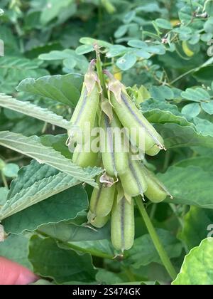 Crotalaria verrucosa L Crotalaria verrucosa L Stock Photo - Alamy