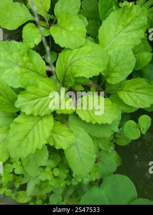 Diverse-leaf Yellowcress (Rorippa indica) Plantae Stock Photo - Alamy