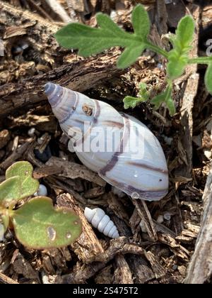 Lined Treesnail (Mesembrinus multilineatus Stock Photo - Alamy